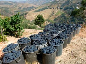 Vinho do Porto: entenda como é feito, conheça os estilos e saiba como ...