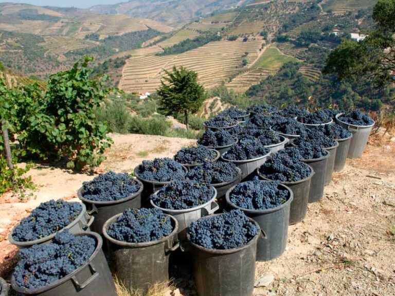 Vinho do Porto: entenda como é feito, conheça os estilos e saiba como ...